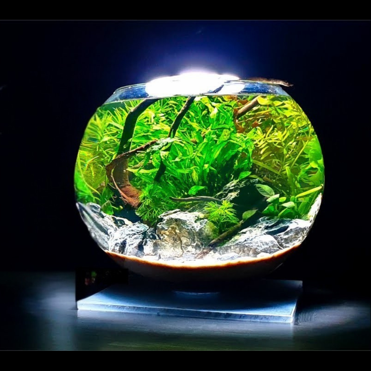6L Fish Bowl – Perfect for Aquascaping & Terrariums | Aqua Design