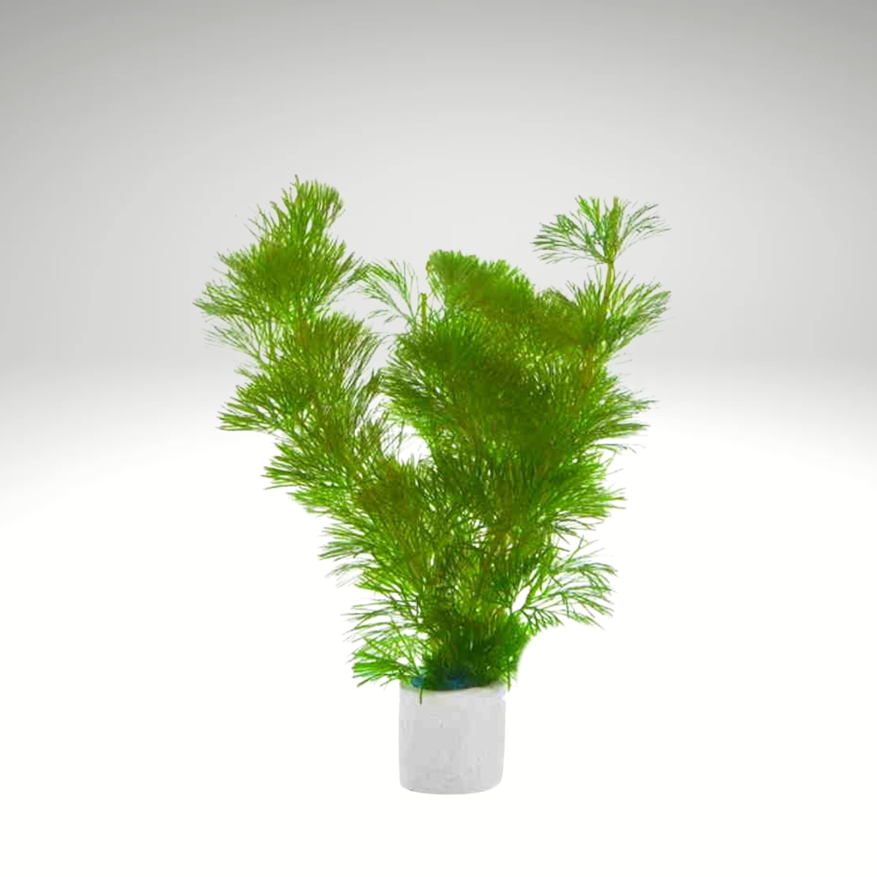 Cabomba – 7-Stem Fanwort Aquarium Plant | Aqua Design