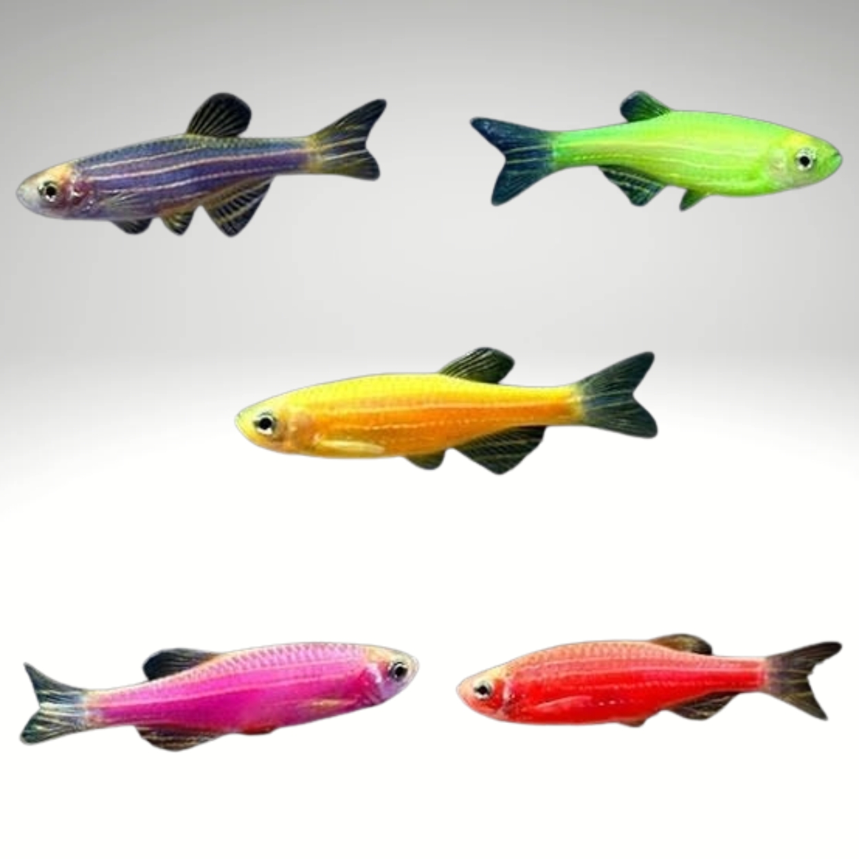 Danio Fis – Hardy and Peaceful Aquarium Fish | Aqua Design