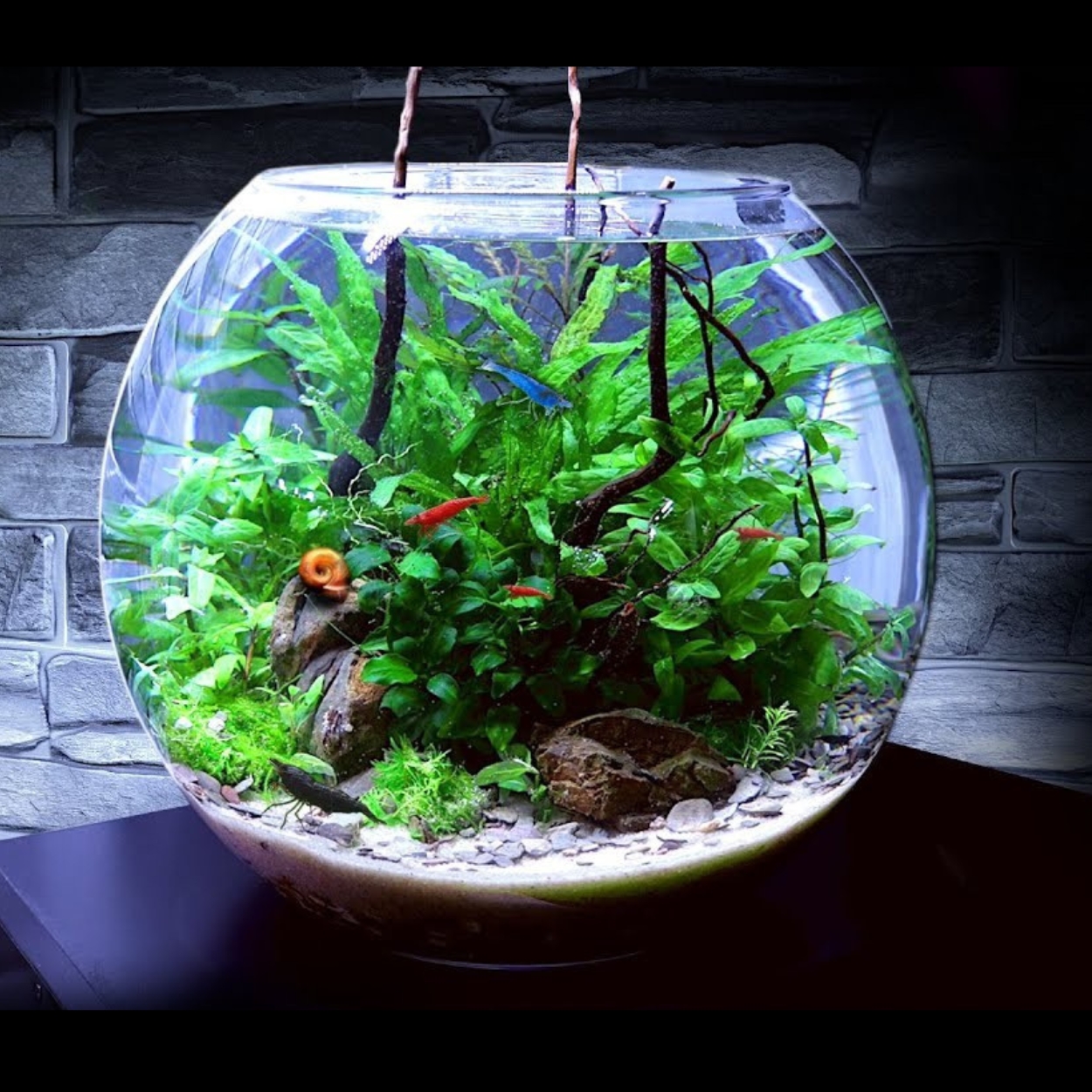 9L Fish Bowl – Ideal for Aquascaping & Terrariums | Aqua Design