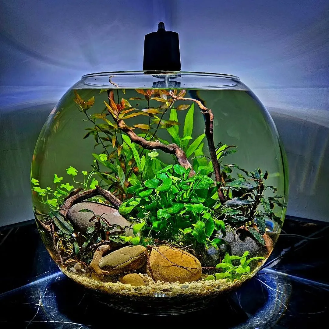 6L Crystal Clear Glass Bowl – Live Planted Ecosystem, with Fish