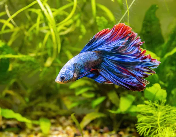 Buy Halfmoon & Fullmoon Betta Fish in Pakistan | Aqua Design