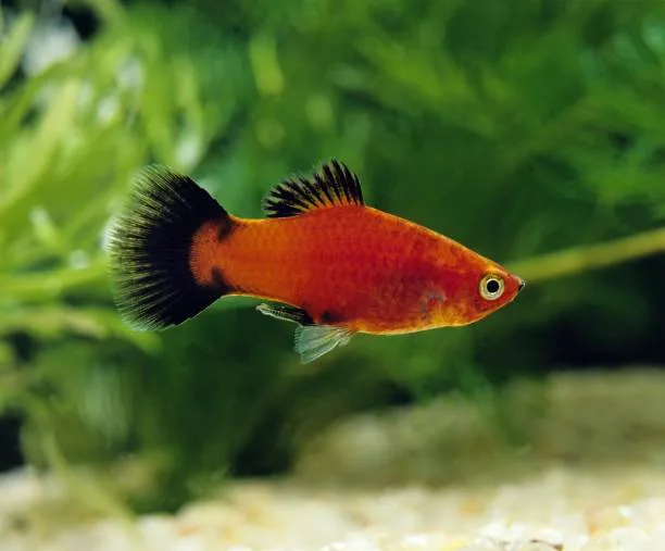 Buy Red Platy Fish – livebearer Aquarium Fish | Aqua Design